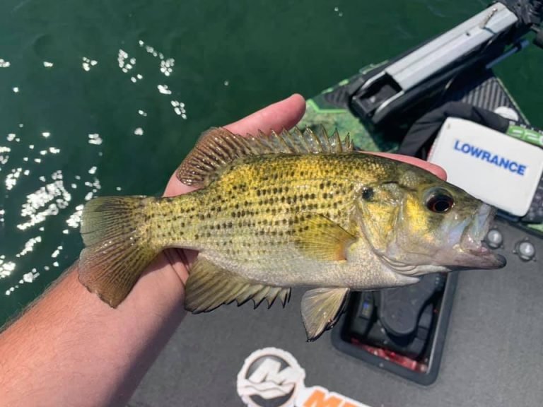 Rock Bass Fishing in Franklin NC – Franklin North Carolina fishing guide